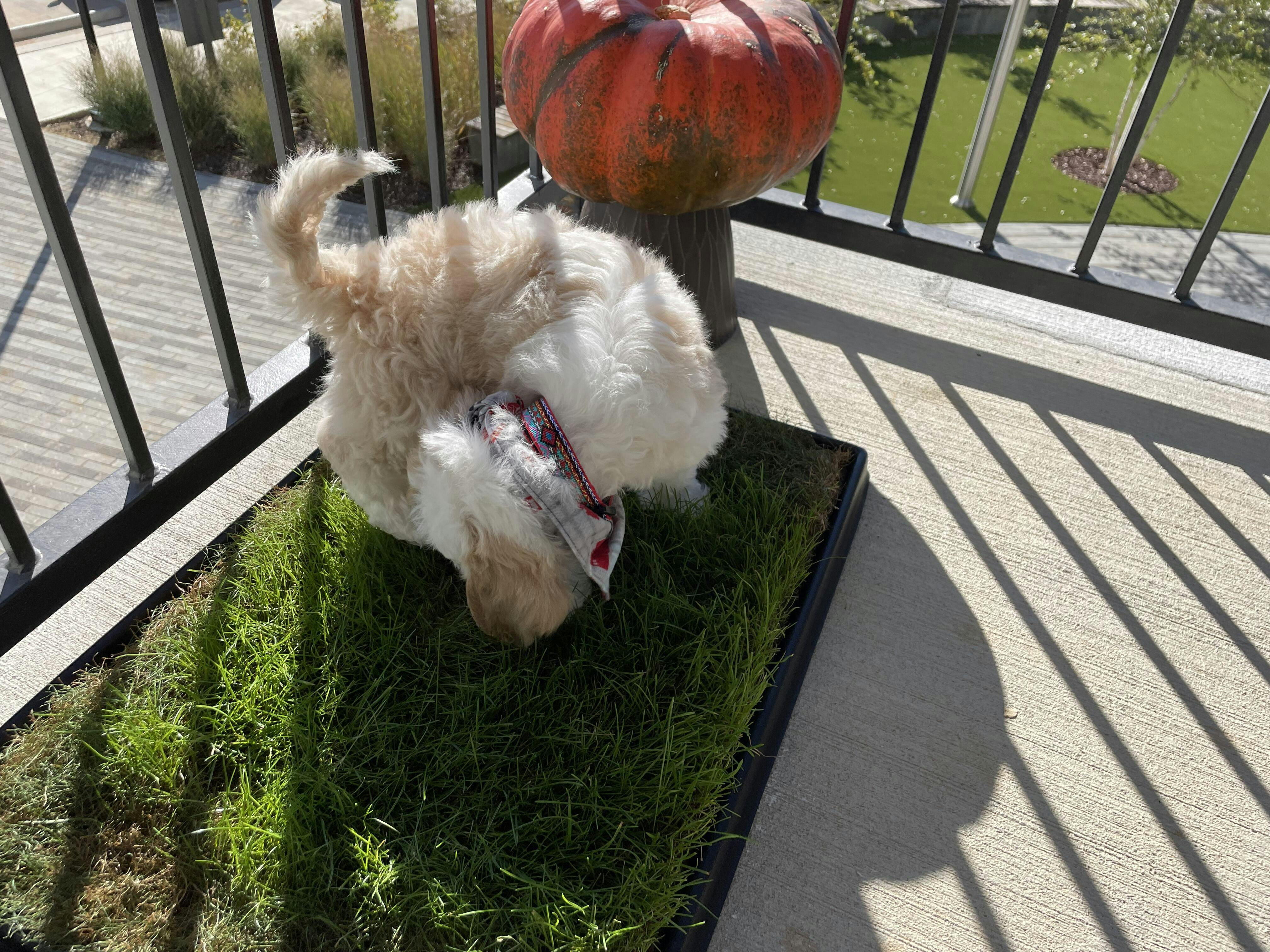 Fresh Patch Large - Dog Grass Pee Pad (Real Grass)