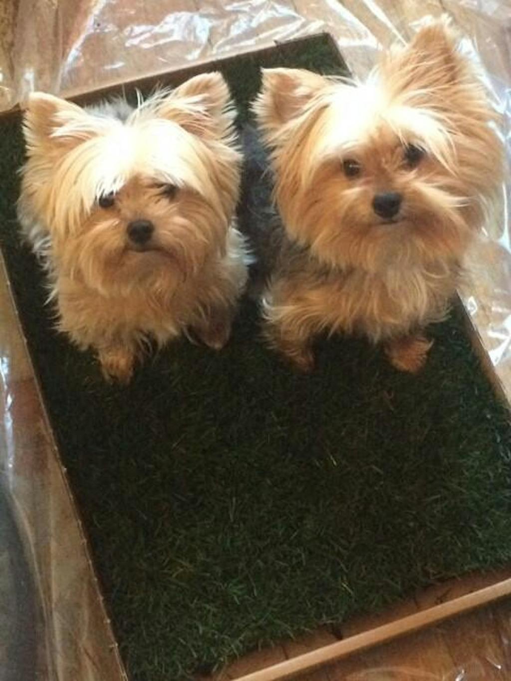 Fresh Patch Large - Dog Grass Pee Pad (Real Grass)