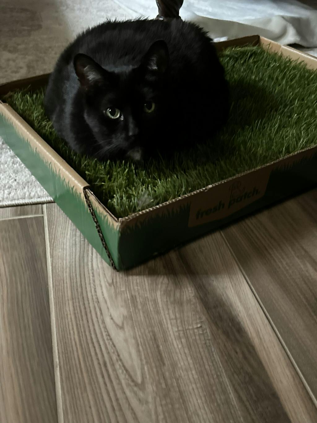 Fresh Patch Reviews - Check out who likes our Doggie Grass Pads