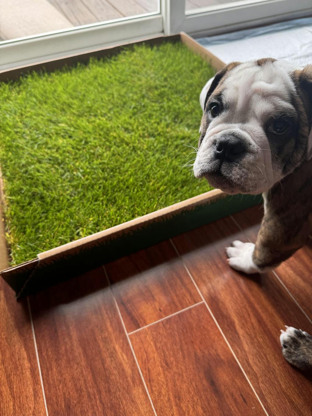 Fresh Patch Reviews - Check out who likes our Doggie Grass Pads