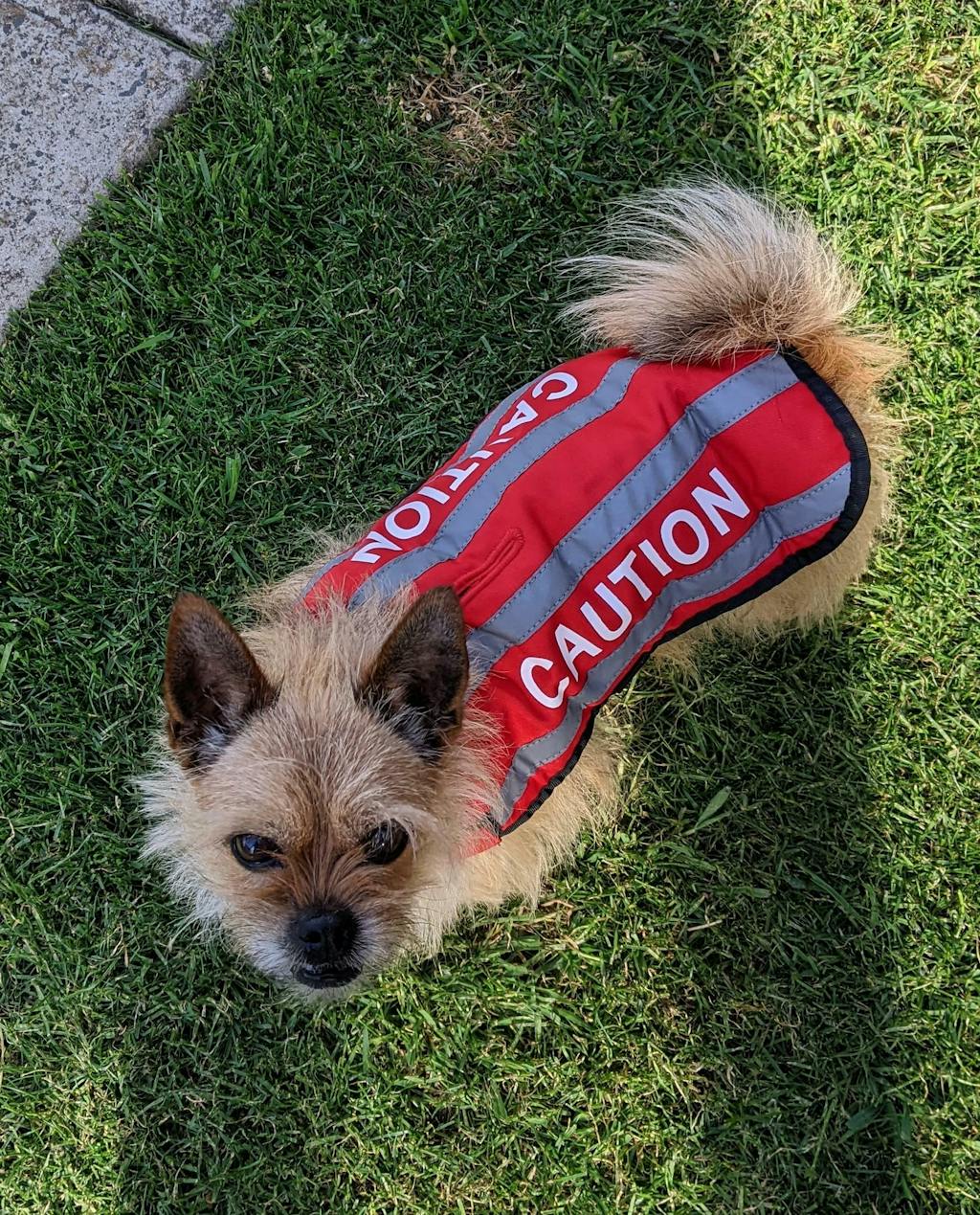 CAUTION - Small Coat 30cm Red | (Do Not Approach) Prevents Accidents ...