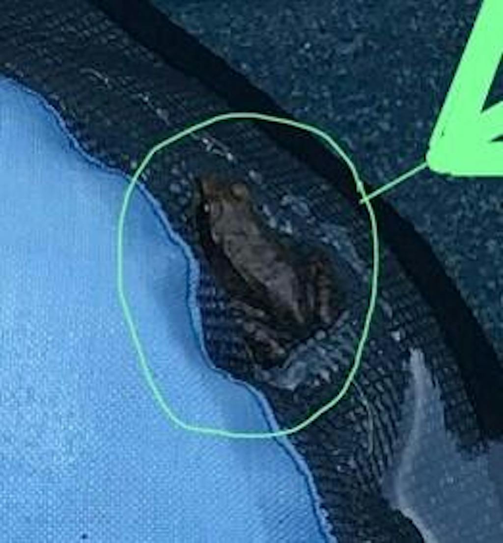 FrogLog: Keeps Frog & Other Animals Out Of Your Swimming Pool