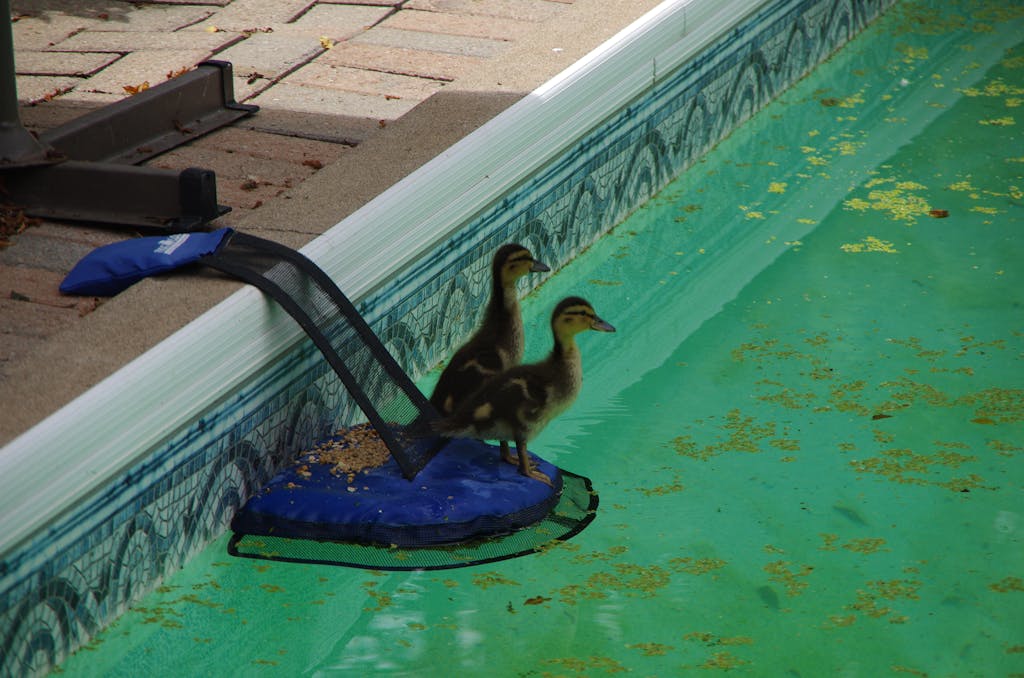 FrogLog: Keeps Frog & Other Animals Out Of Your Swimming Pool