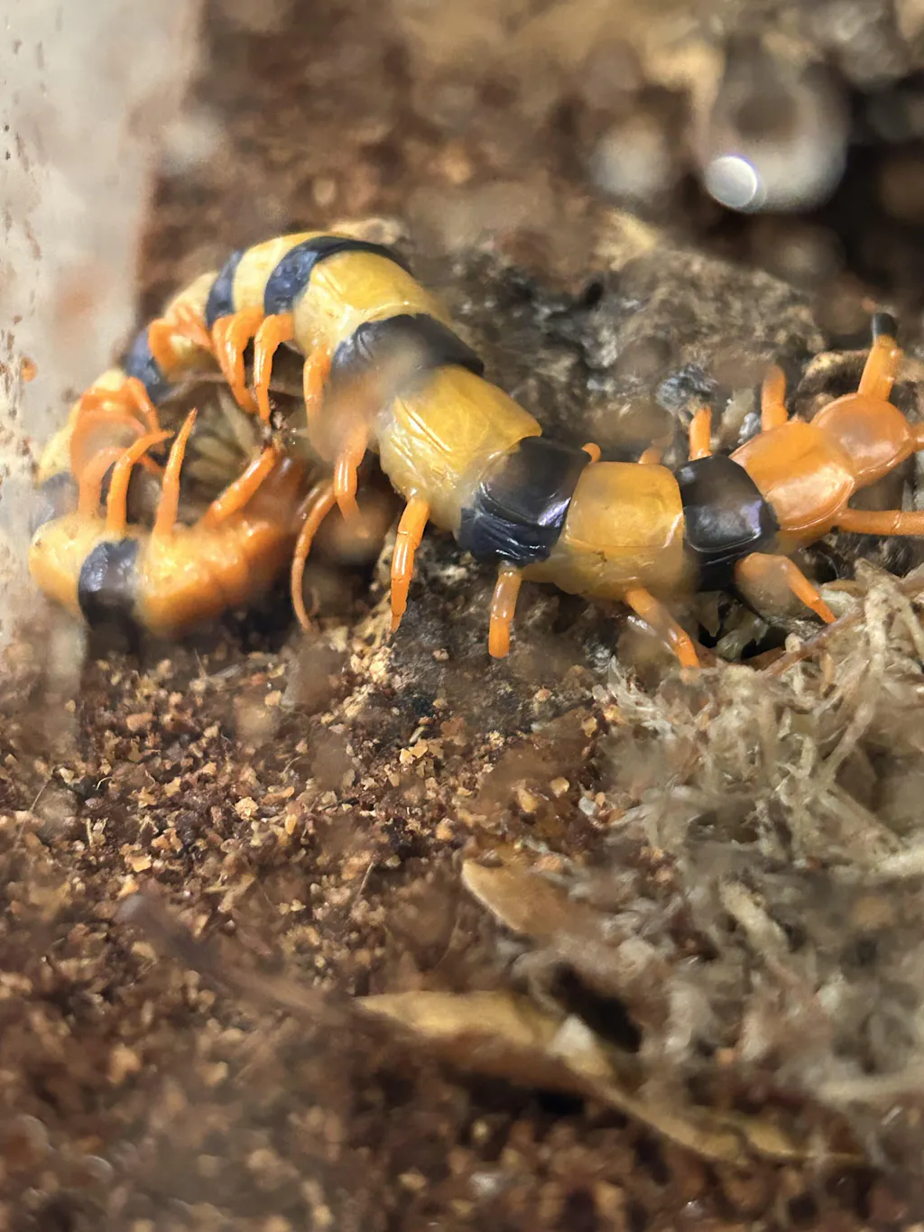 Indian Tiger Centipede (Scolopendra hardwickei) Subadult – Frognose Exotics