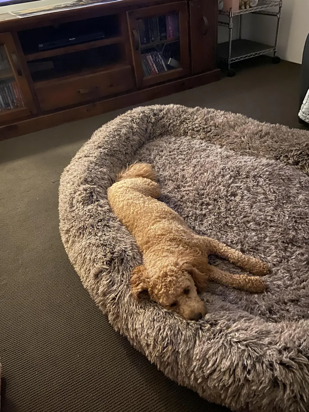 Luxury Super Large Sleep Deeper Human Dog Bed - FunnyFuzzy