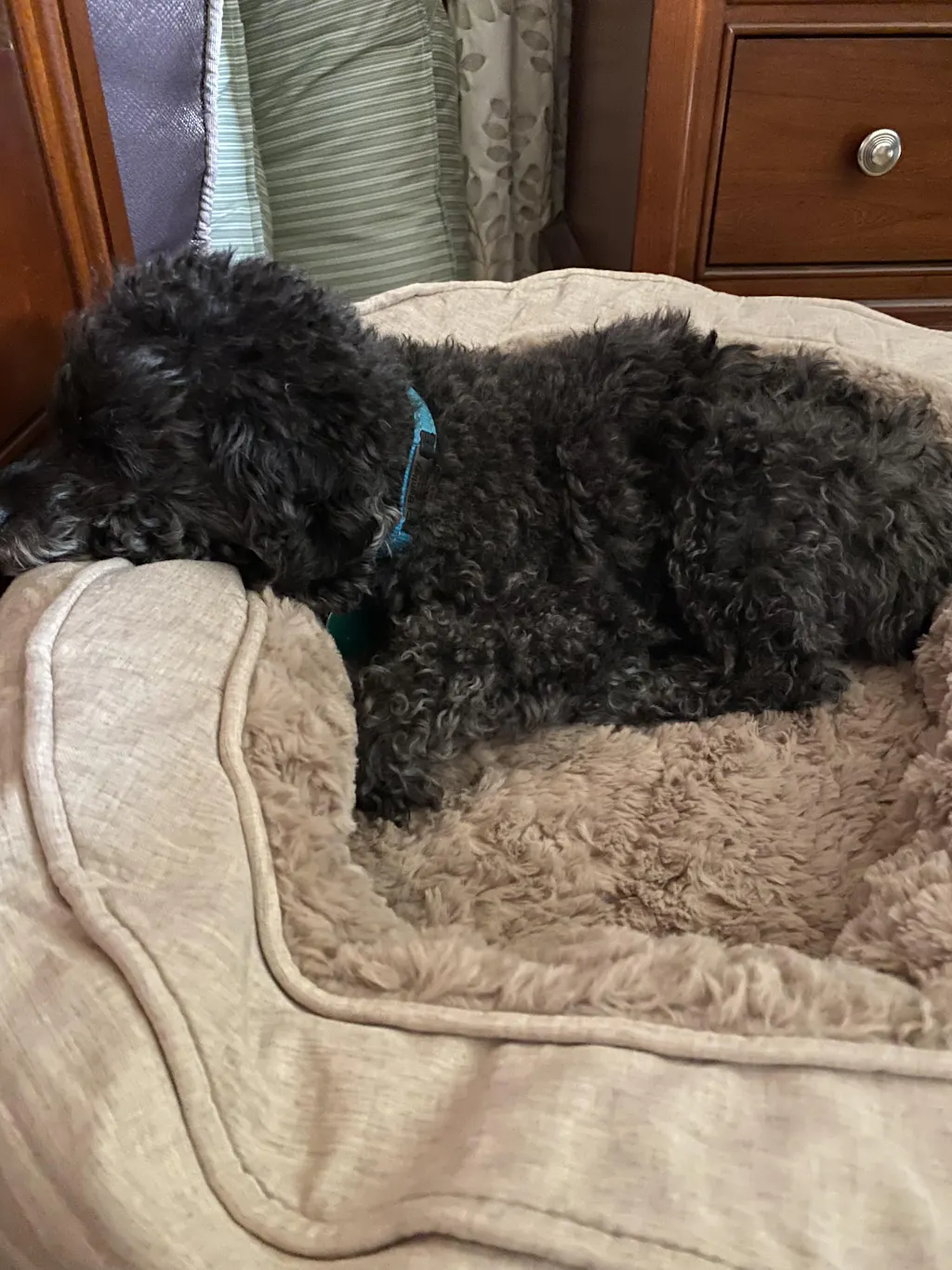 Dog Bed - Donut - FunnyFuzzy