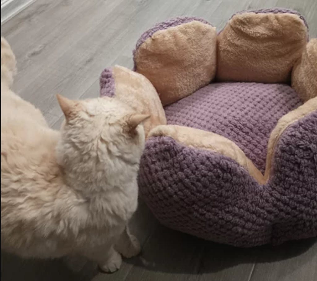 Cactus Shape Comfy Pet Bed - FunnyFuzzy