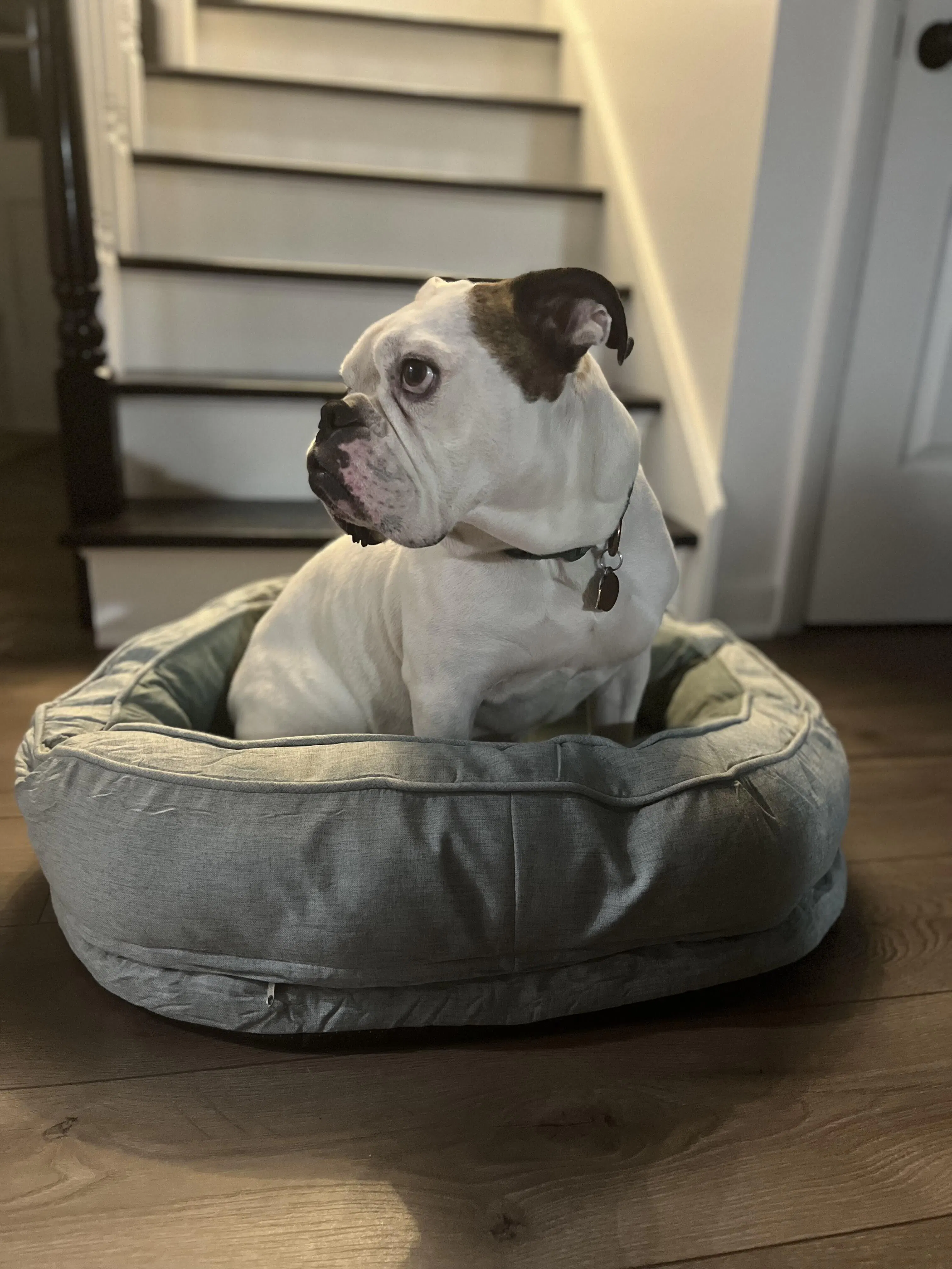 Dog Bed - Donut - FunnyFuzzy