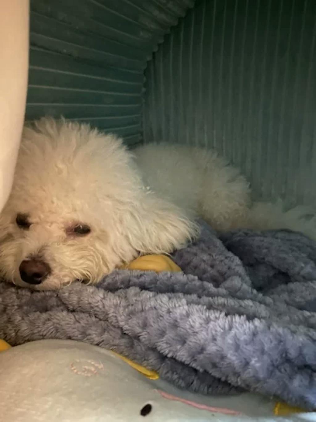 Double Curtain Pet House Enclosed Dog Bed-Funnyfuzzy