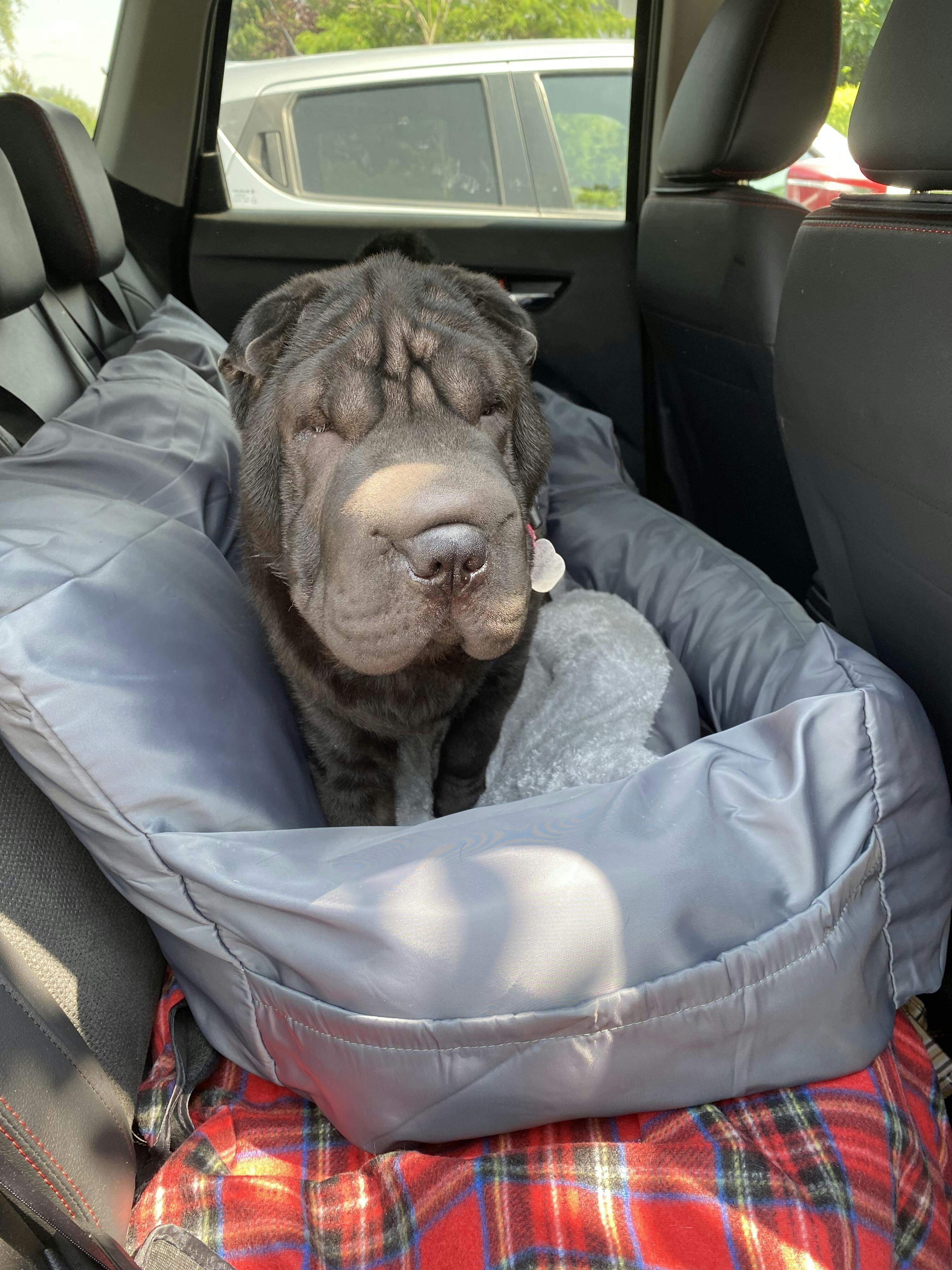 Travel Bolster Safety Medium Large Dog Car Back Seat Bed - FunnyFuzzy