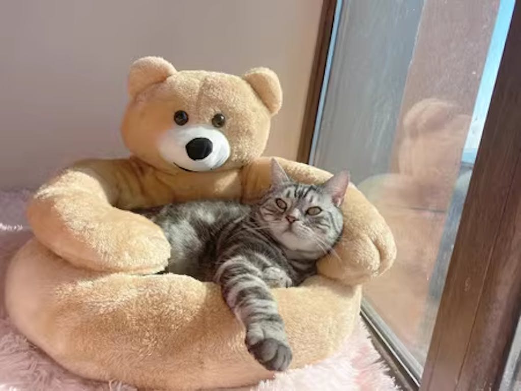 Cute Detachable Cuddle Bear Cat Bed - FunnyFuzzy