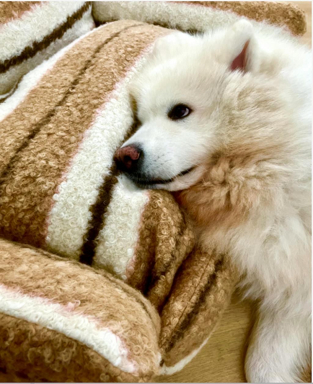 Lazy Holiday Plush Cozy Dog & Cat Sofa Bed - FunnyFuzzy