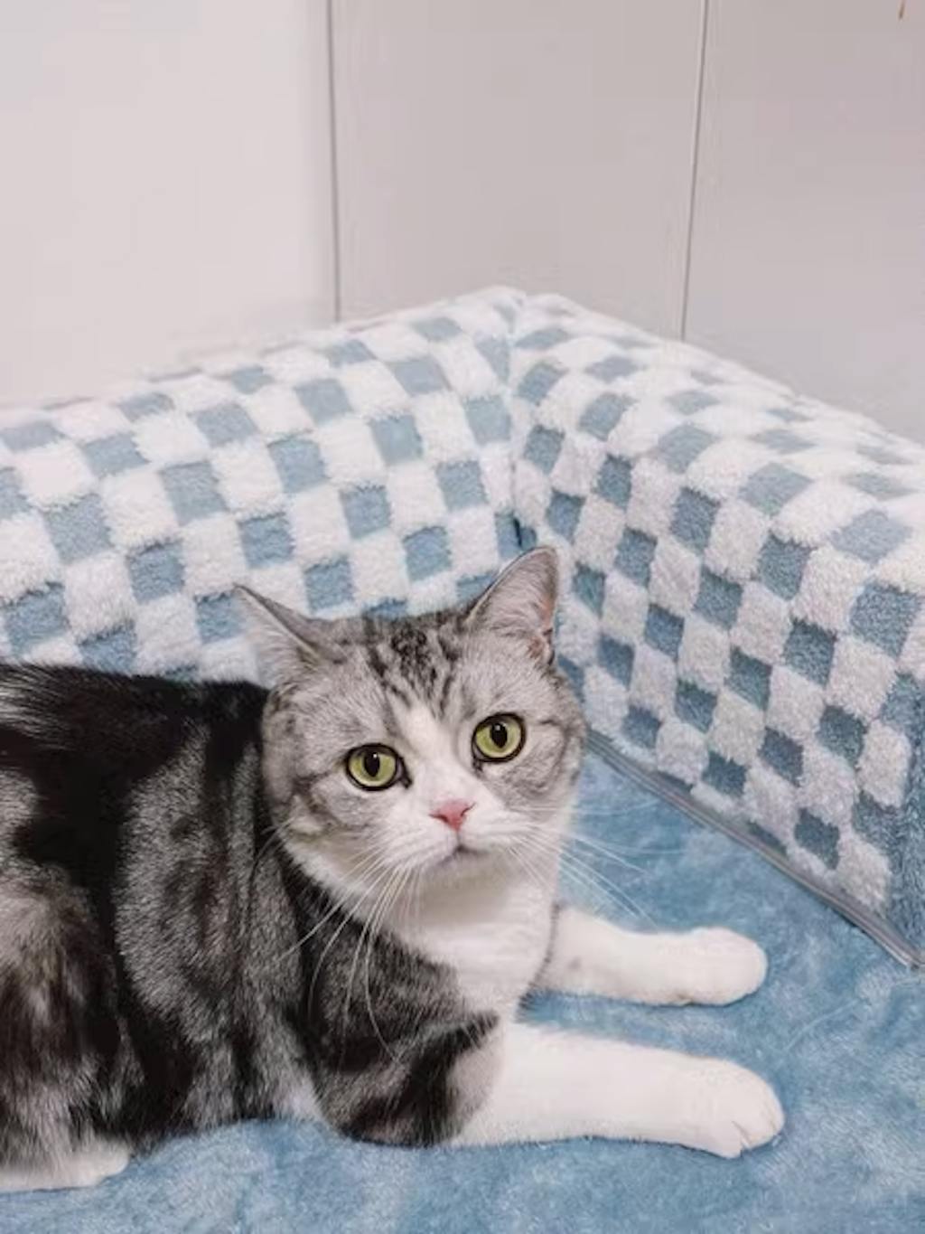 2-in-1 Funny Plush Plaid Checkered Cat Tunnel Bed - FunnyFuzzy