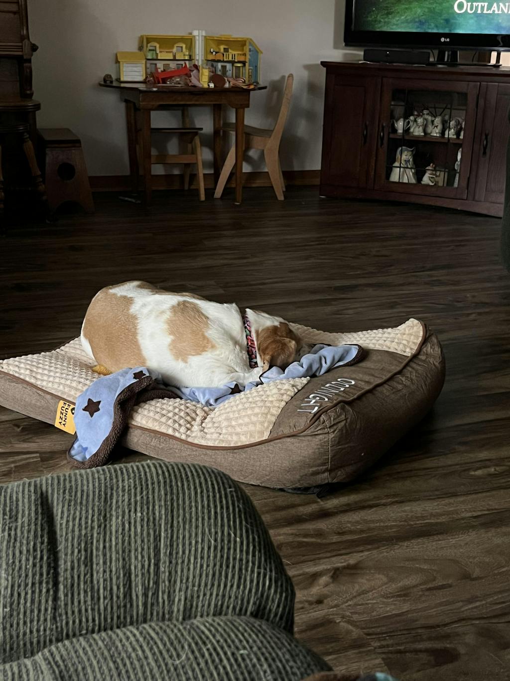 Large Thick Scratch-resistant Spine Protection Dog Cushion Bed - FunnyFuzzy