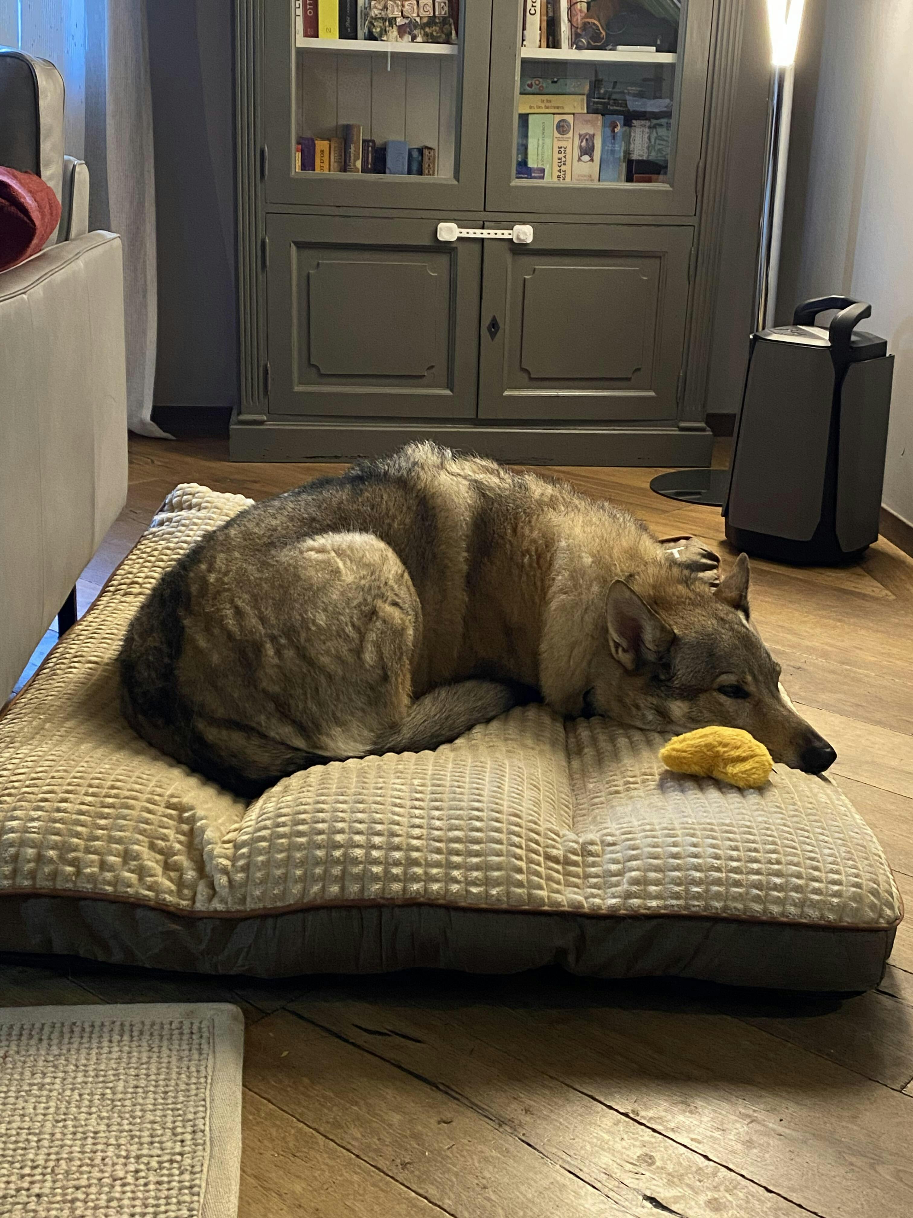 Large Thick Scratch-resistant Spine Protection Dog Cushion Bed - FunnyFuzzy