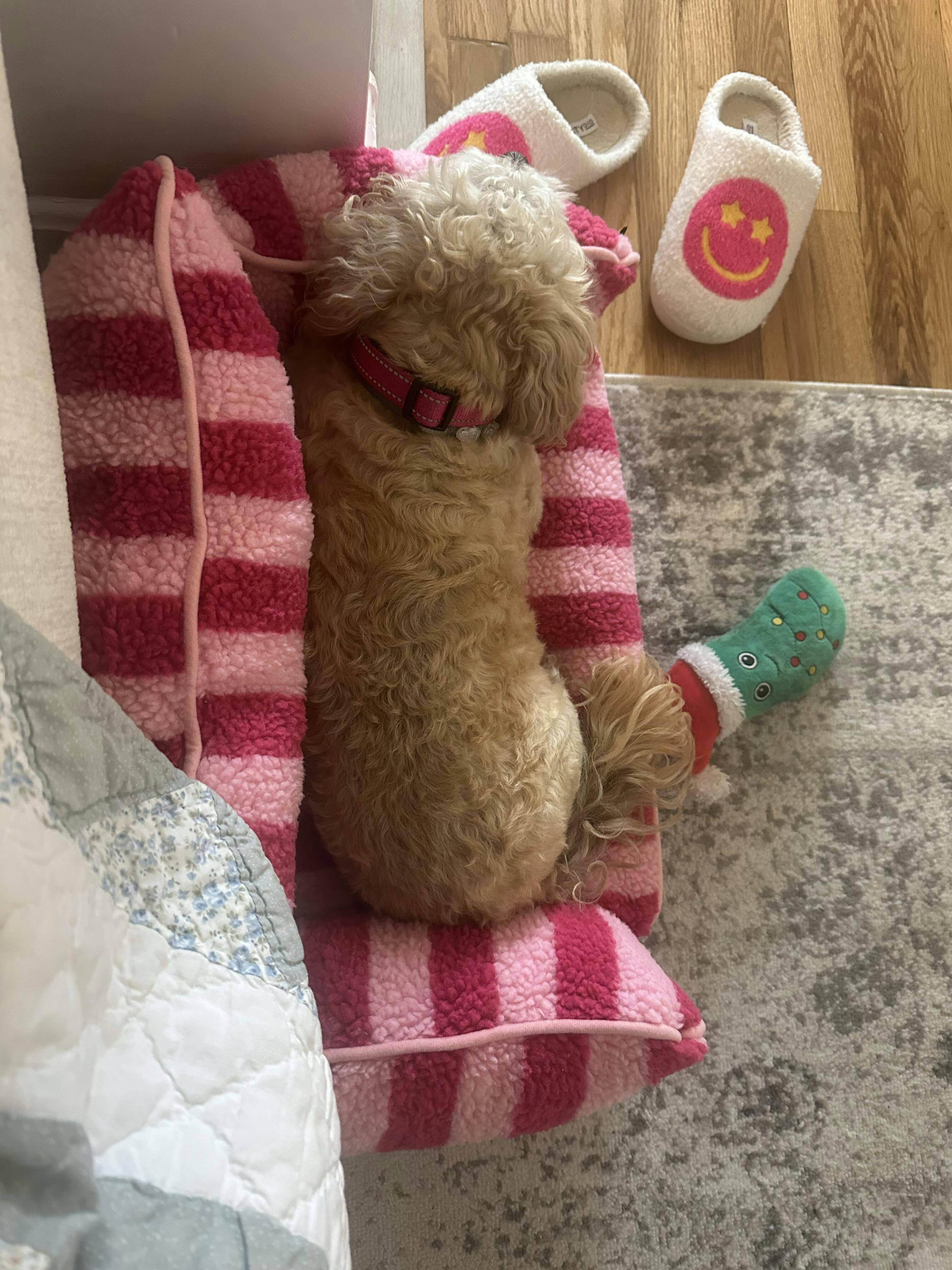 Color Shock Lamb Wool Pet Sofa Bed | Cozy Sofa for Dogs & Cats - FunnyFuzzy