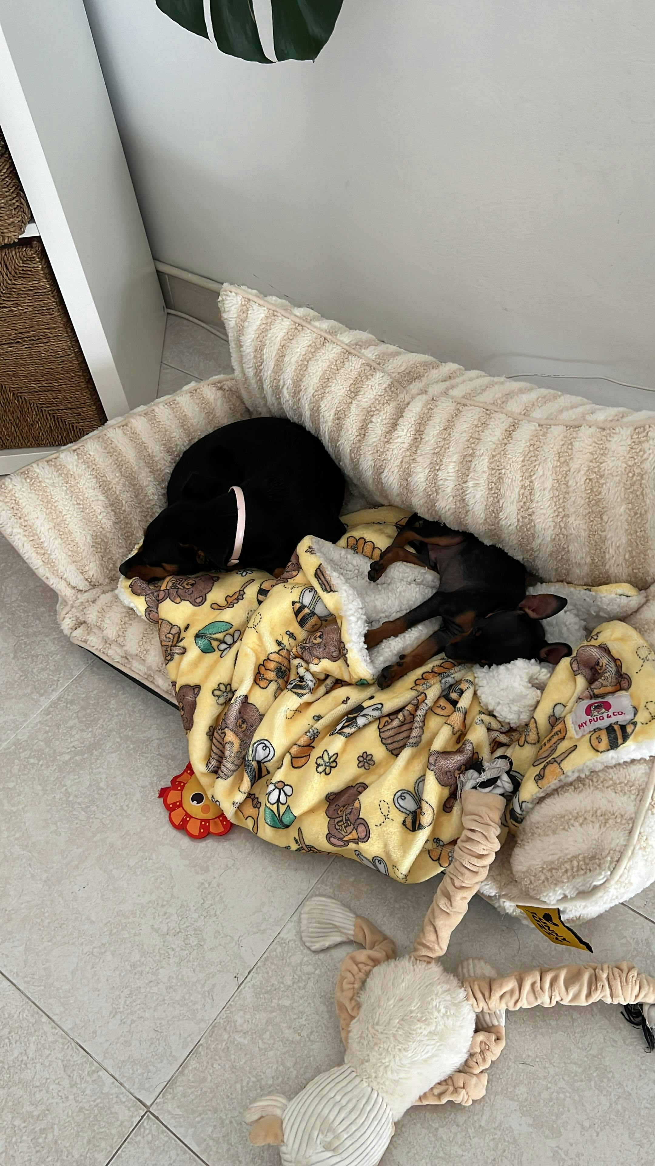 Color Shock Lamb Wool Pet Sofa Bed | Cozy Sofa for Dogs & Cats - FunnyFuzzy