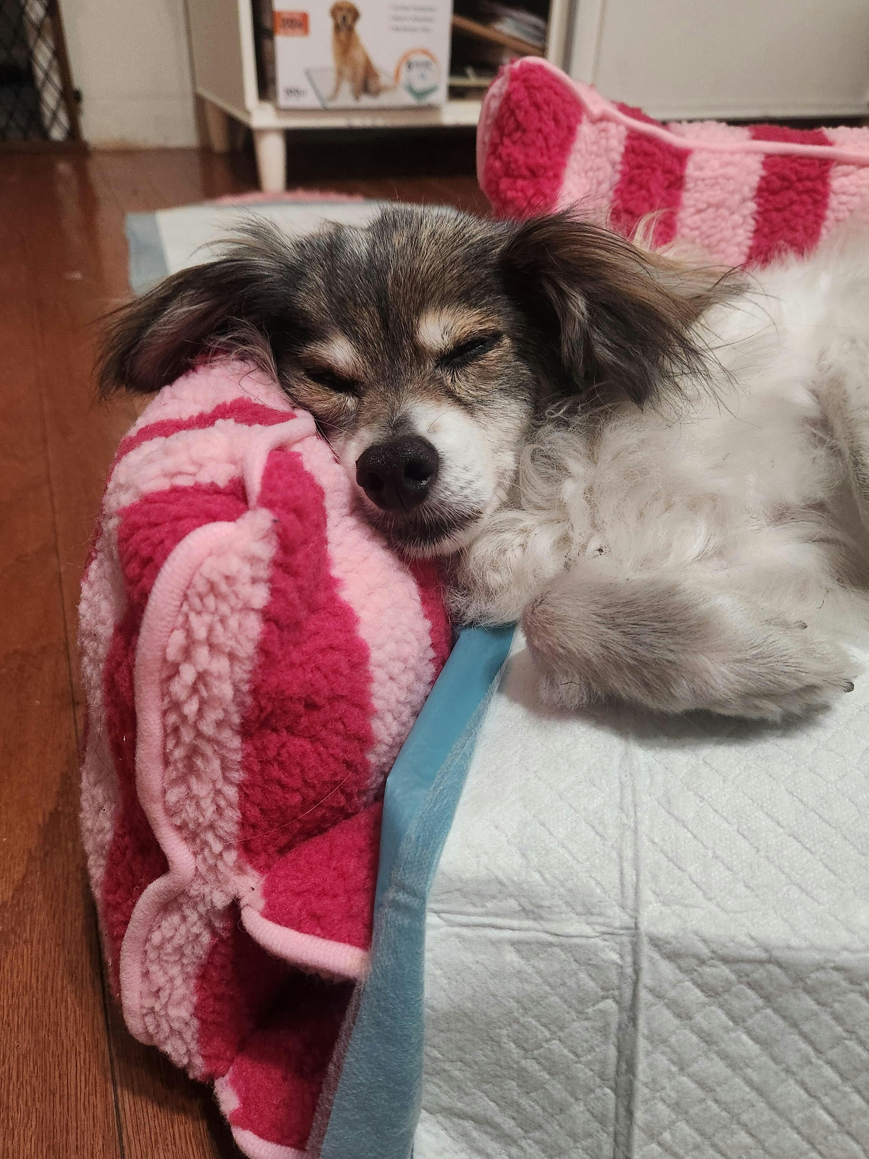 Color Shock Lamb Wool Pet Sofa Bed | Cozy Comfort for Dogs & Cats ...