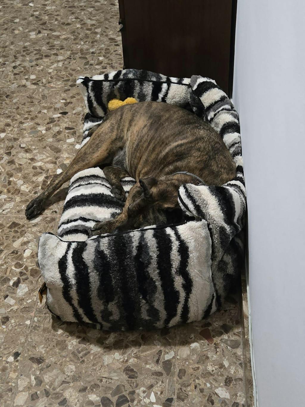 Color Shock Lamb Wool Pet Sofa Bed | Cozy Comfort for Dogs & Cats ...