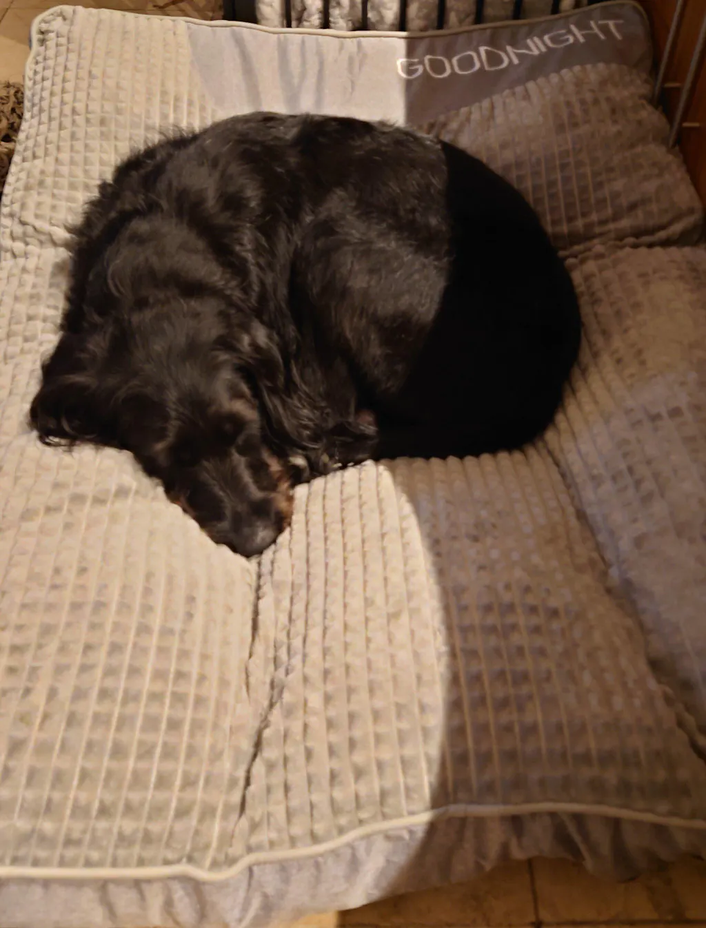 Large Scratch Resistant Dog Cushion Bed | FunnyFuzzy