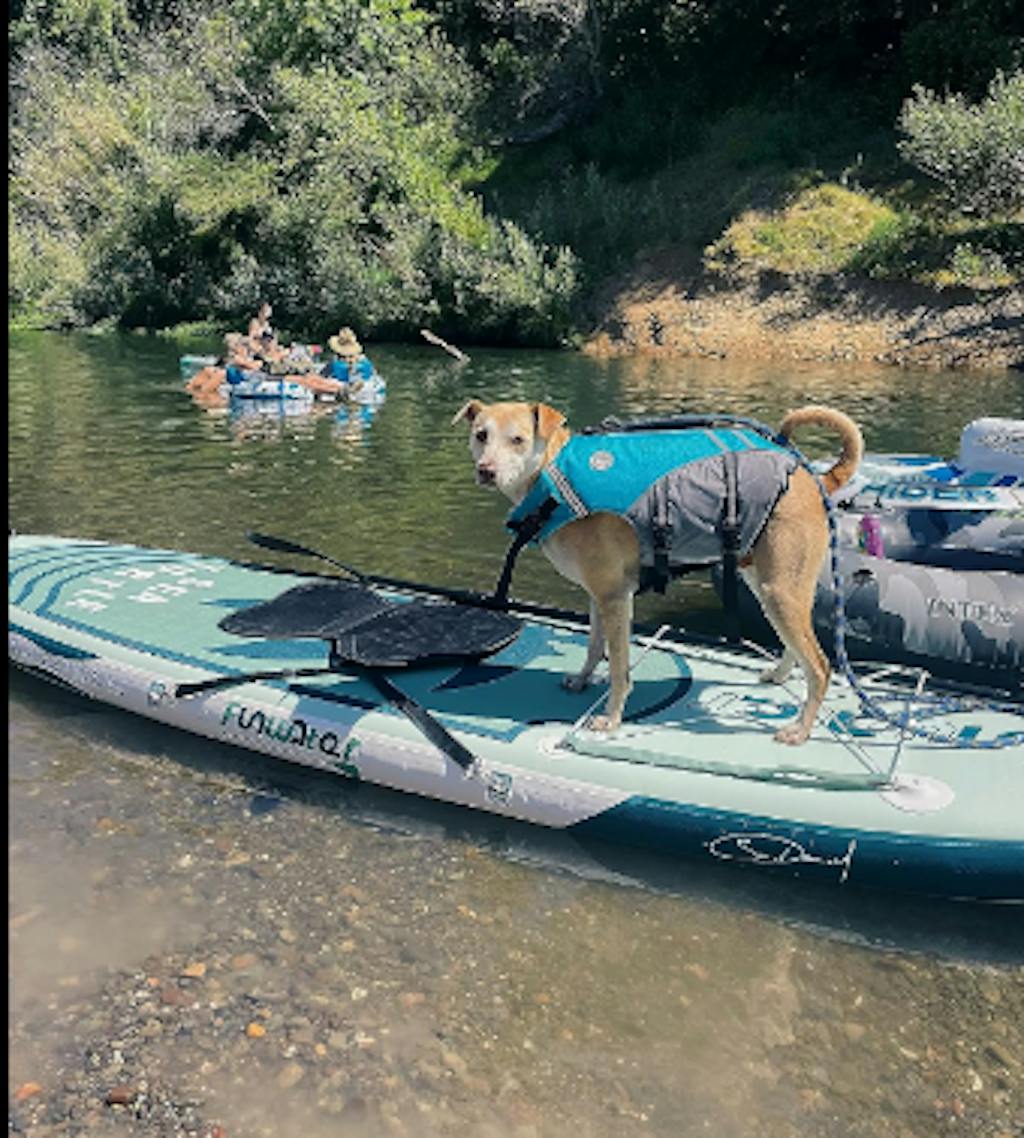 Sea Turtles 10'6" Inflatable Paddle Board