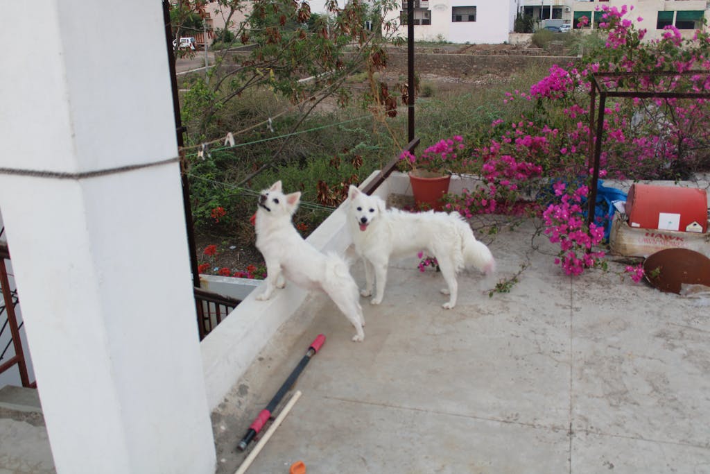 Eczo Pet – Dog Skin Infection Medicine for Fungal & Bacterial Relief ...