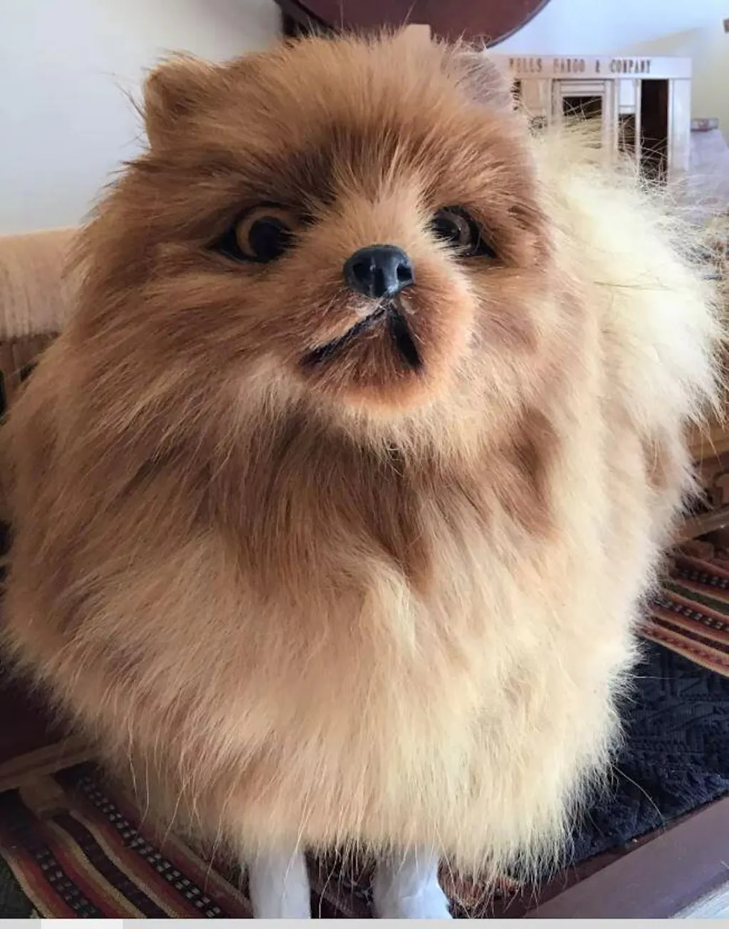 Realistic Pomeranian Dog Plush Stuffed Toy – Furvenzy
