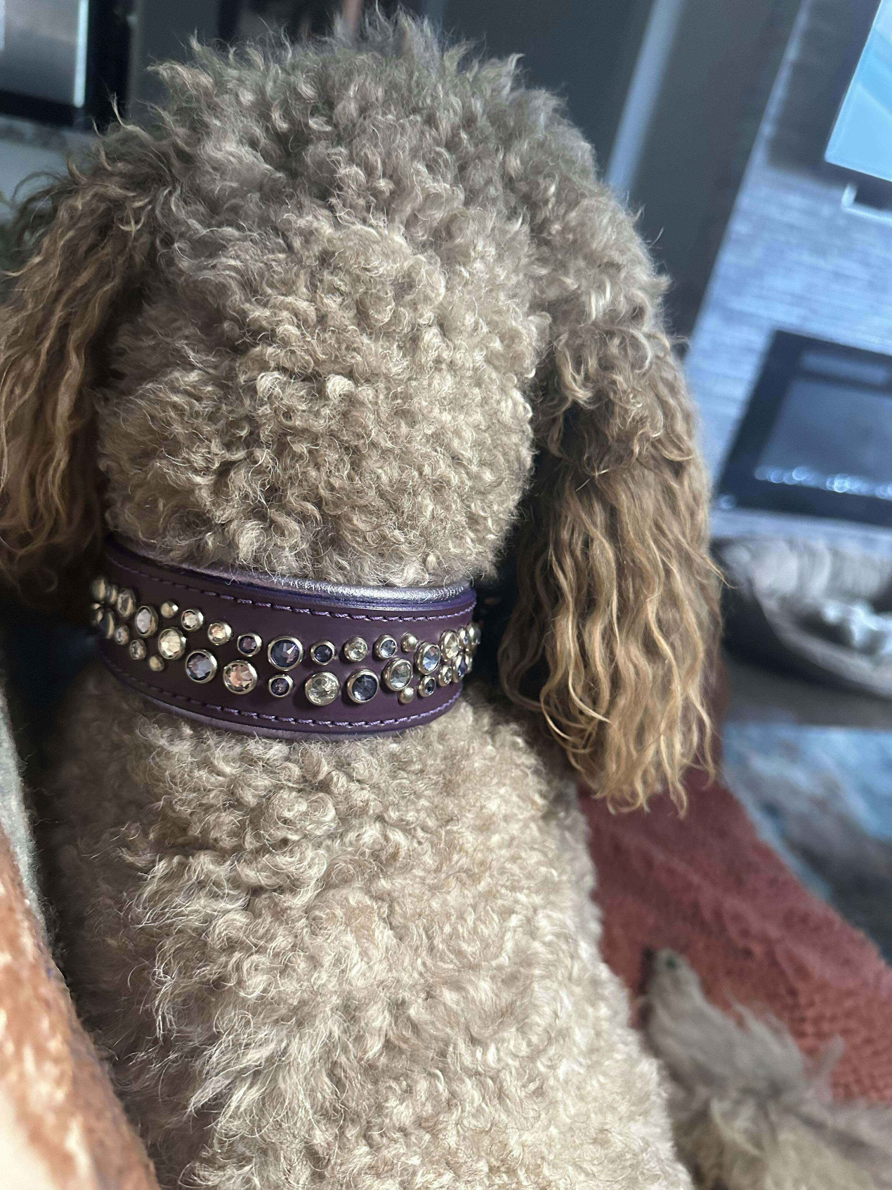 Shop our Sirius Tempting Teals Leather Studded Dog Collar – Fusion By ...