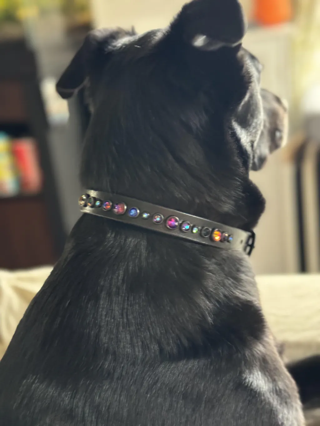Shop our Sirius Tempting Teals Leather Studded Dog Collar – Fusion By ...