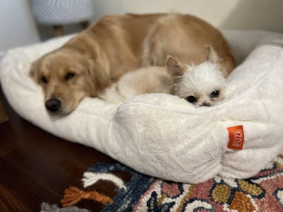 FÜZI PETS OFFICIAL - Dog Beds and Pet Accessories