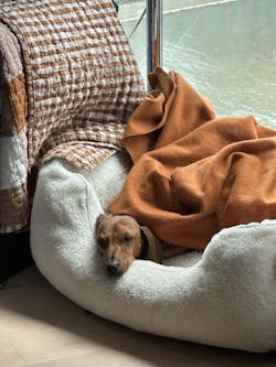 FUZI Pets Luxury Dog Beds - Elevated Dog Beds - Modern Dog Beds – FÜZI