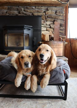 FUZI PETS - The Up Pup Elevated Dog Bed - Modern Raised Dog Bed – FÜZI