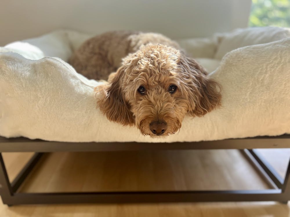 FÜZI Pets Luxury Dog Beds - Elevated Dog Beds - Modern Dog Beds