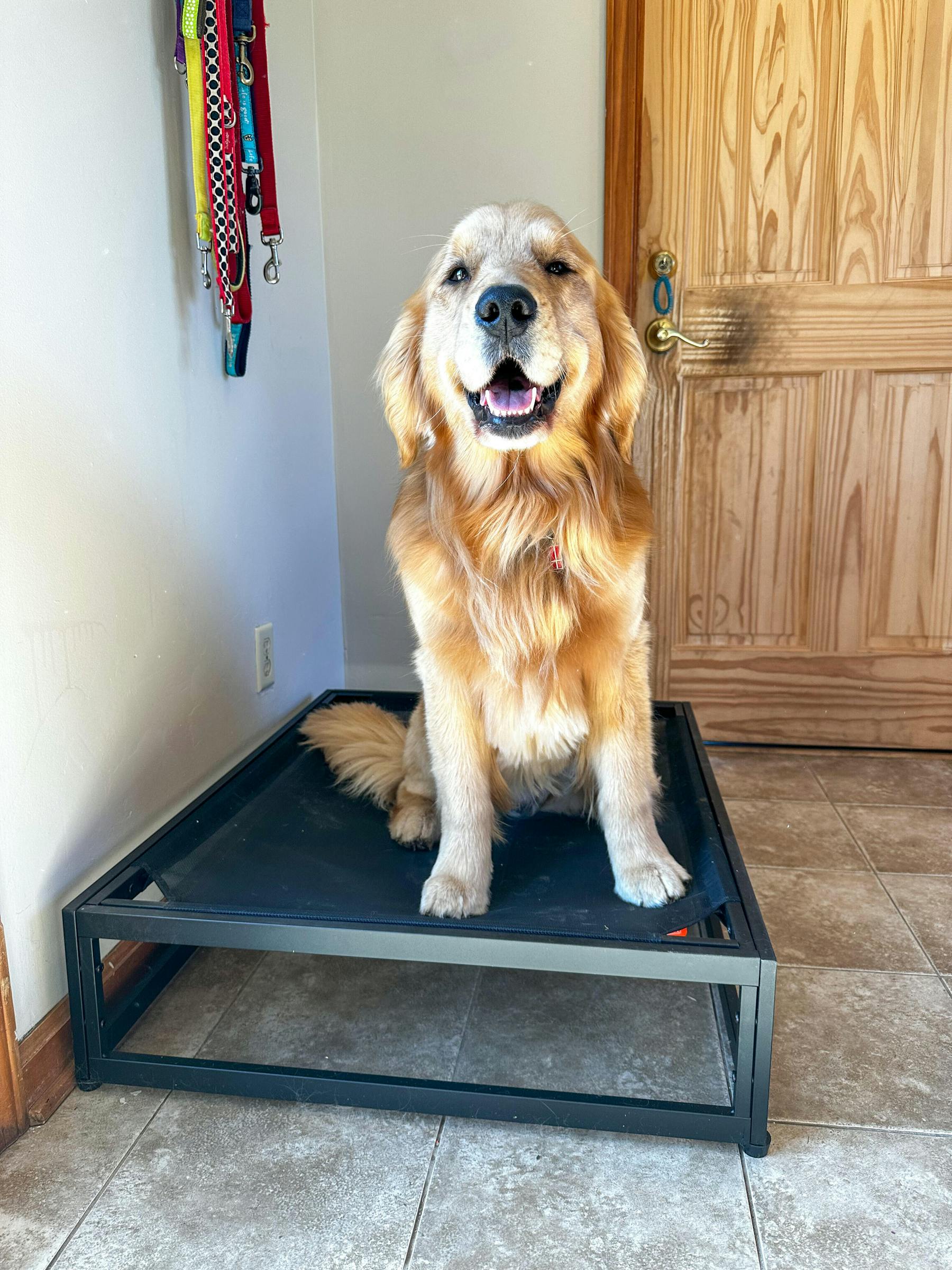 FÜZI Pets Luxury Dog Beds - Elevated Dog Beds - Modern Dog Beds