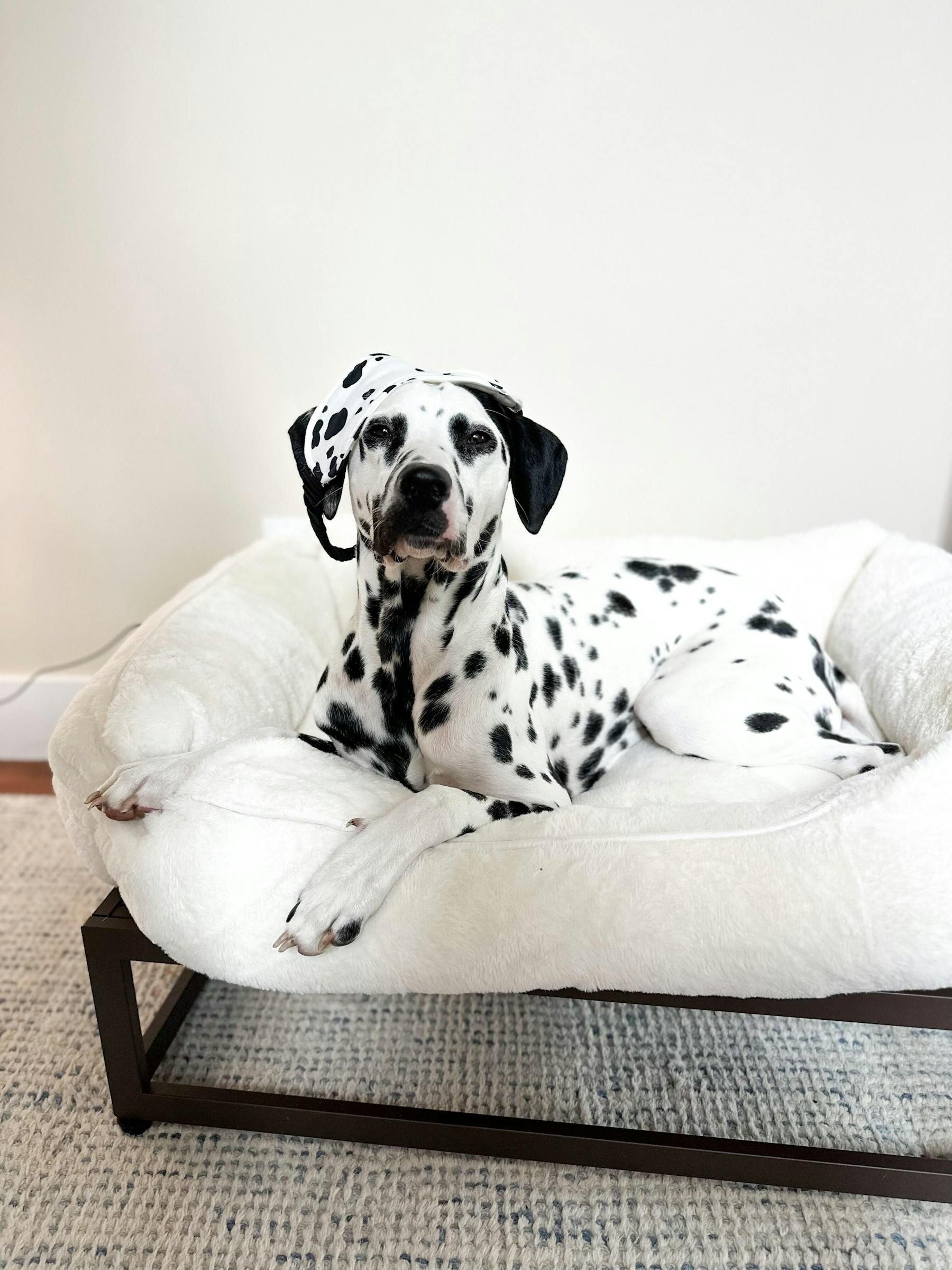 FÜZI Pets Luxury Dog Beds - Elevated Dog Beds - Modern Dog Beds