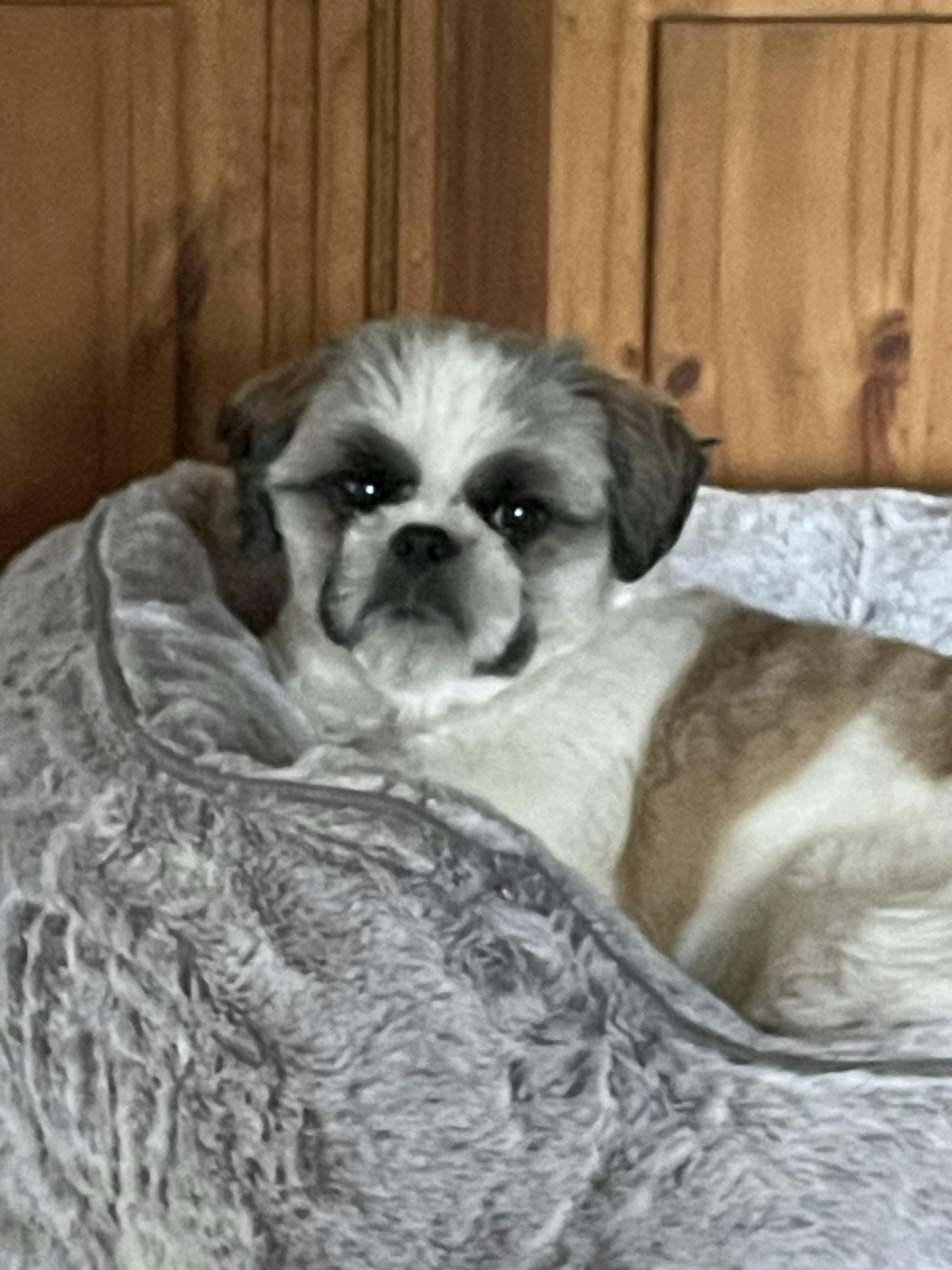 FÜZI Pets Luxury Dog Beds - Elevated Dog Beds - Modern Dog Beds