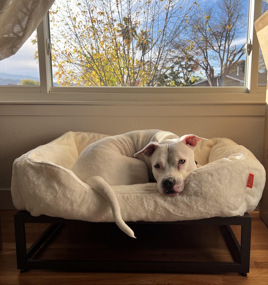 FÜZI Pets Luxury Dog Beds - Elevated Dog Beds - Modern Dog Beds