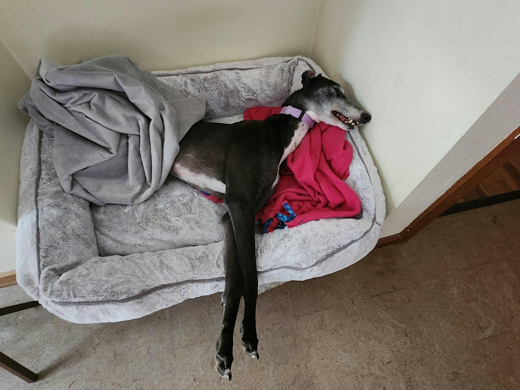 FÜZI Pets Luxury Dog Beds - Elevated Dog Beds - Modern Dog Beds