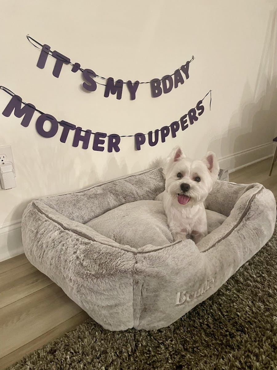 FÜZI Pets Luxury Dog Beds - Elevated Dog Beds - Modern Dog Beds