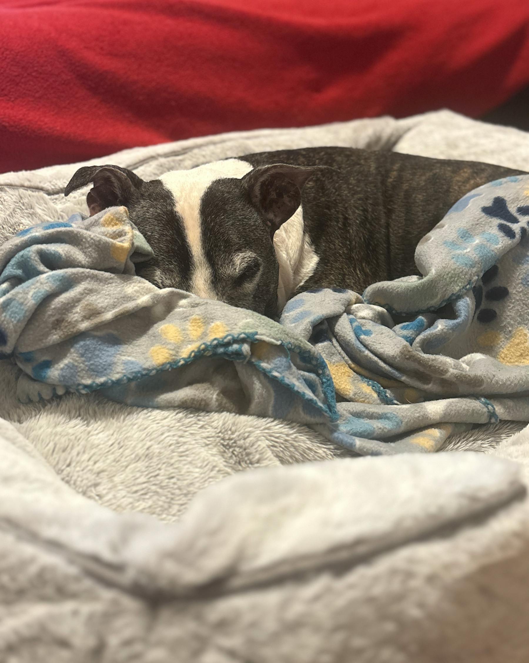 FÜZI Pets Luxury Dog Beds - Elevated Dog Beds - Modern Dog Beds