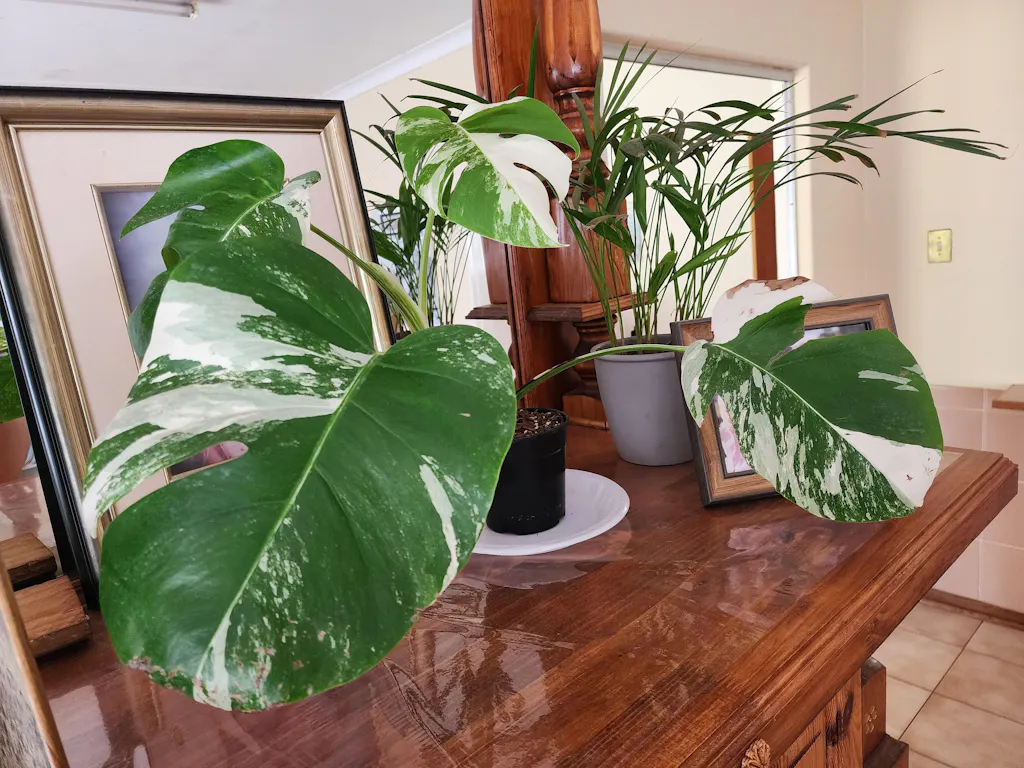Monstera Albo - one plant (PRE-ORDER) – Fuzzy Roots