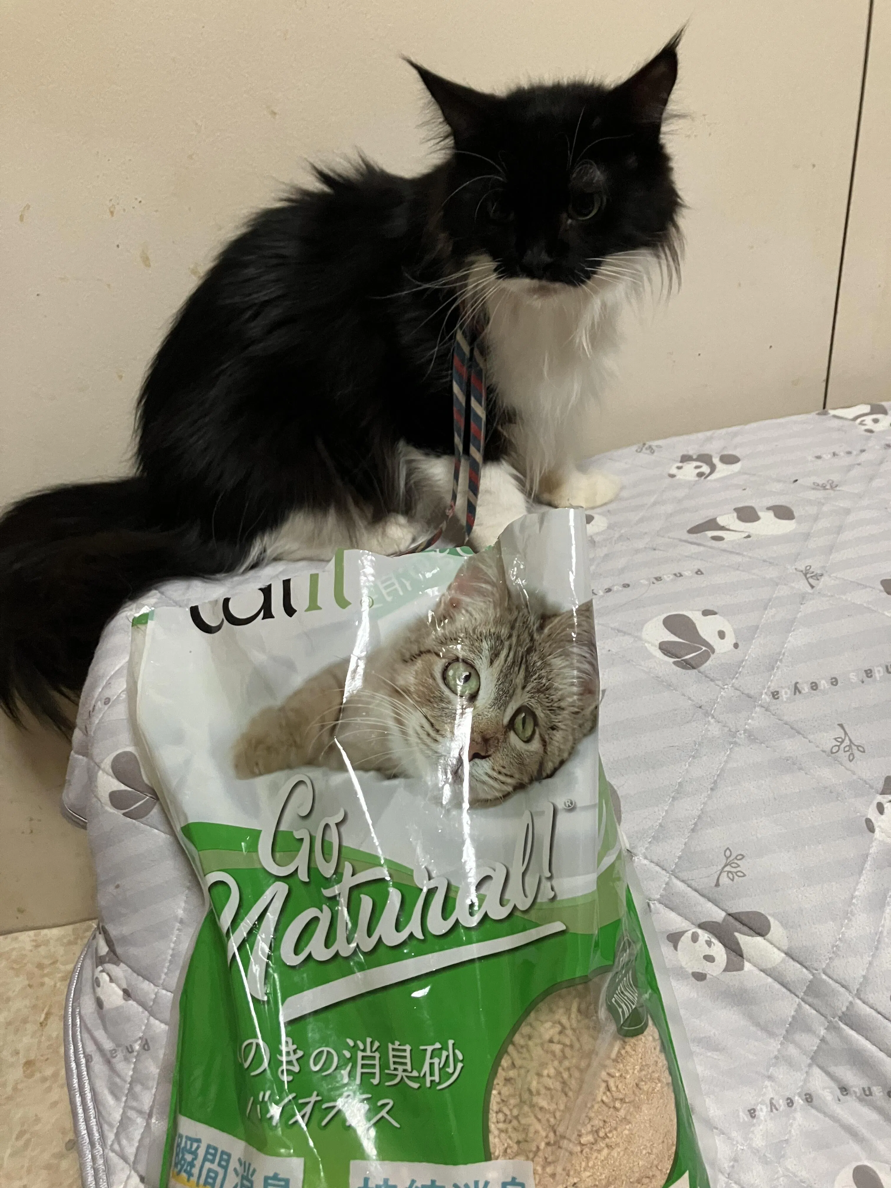 Catit ひのきの消臭砂バイオプラス 7L | Catit（キャットイット）公式オンラインショップ