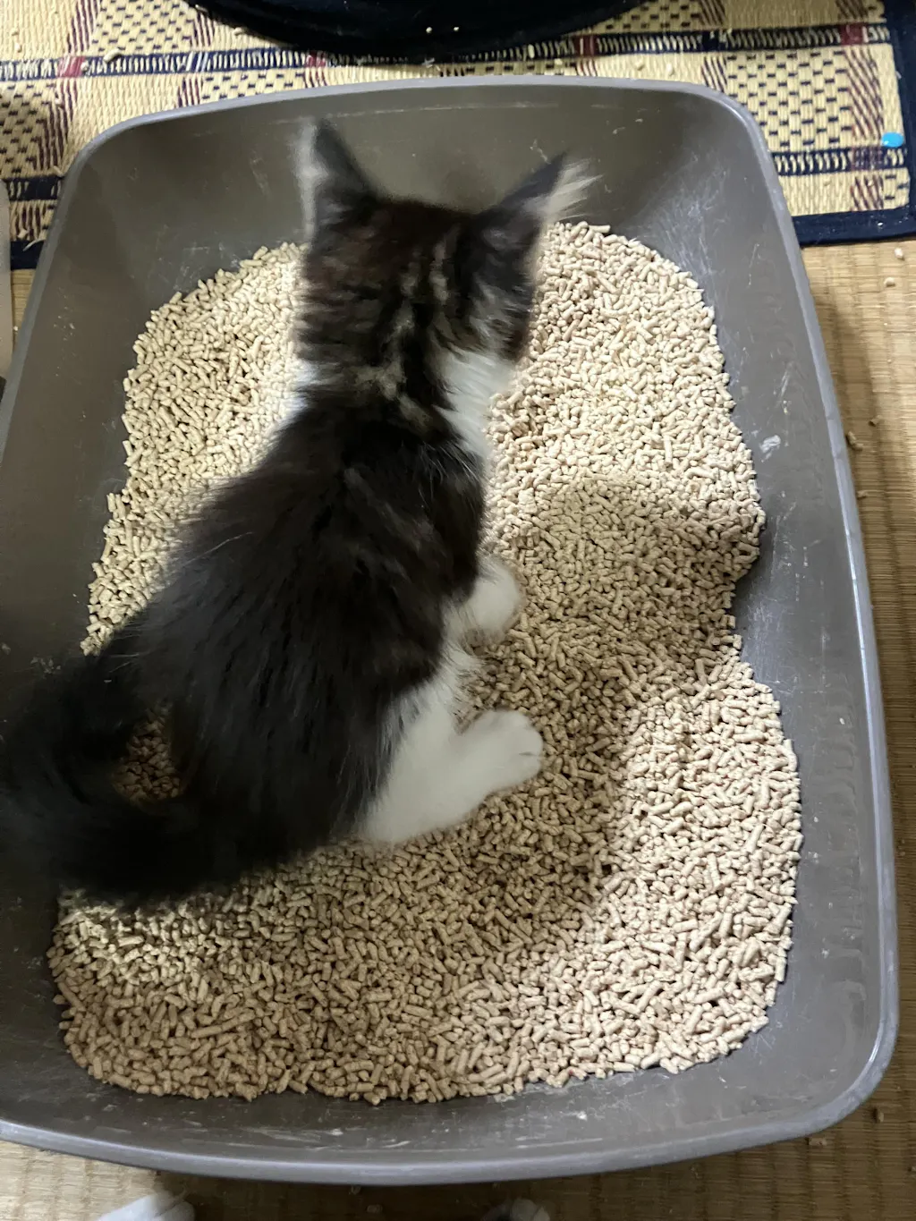 Catit ひのきの消臭砂バイオプラス 7L | Catit（キャットイット）公式オンラインショップ