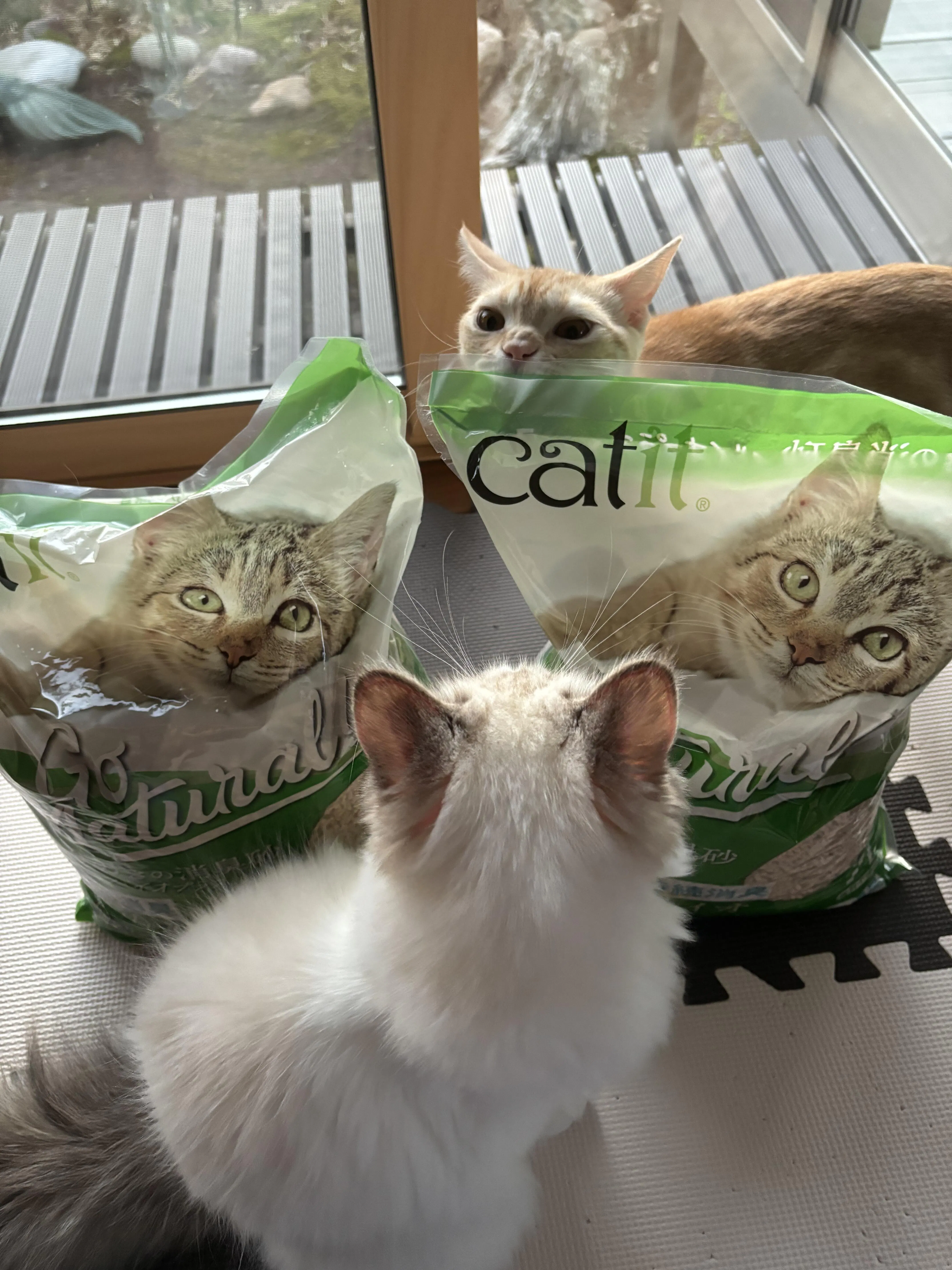 Catit ひのきの消臭砂バイオプラス 7L | Catit（キャットイット）公式オンラインショップ