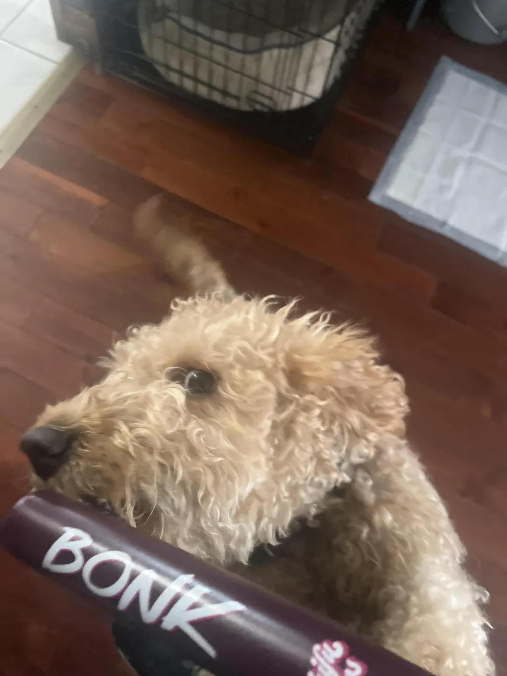Senpai Problems "Bonk" Bat | Gamer Supps