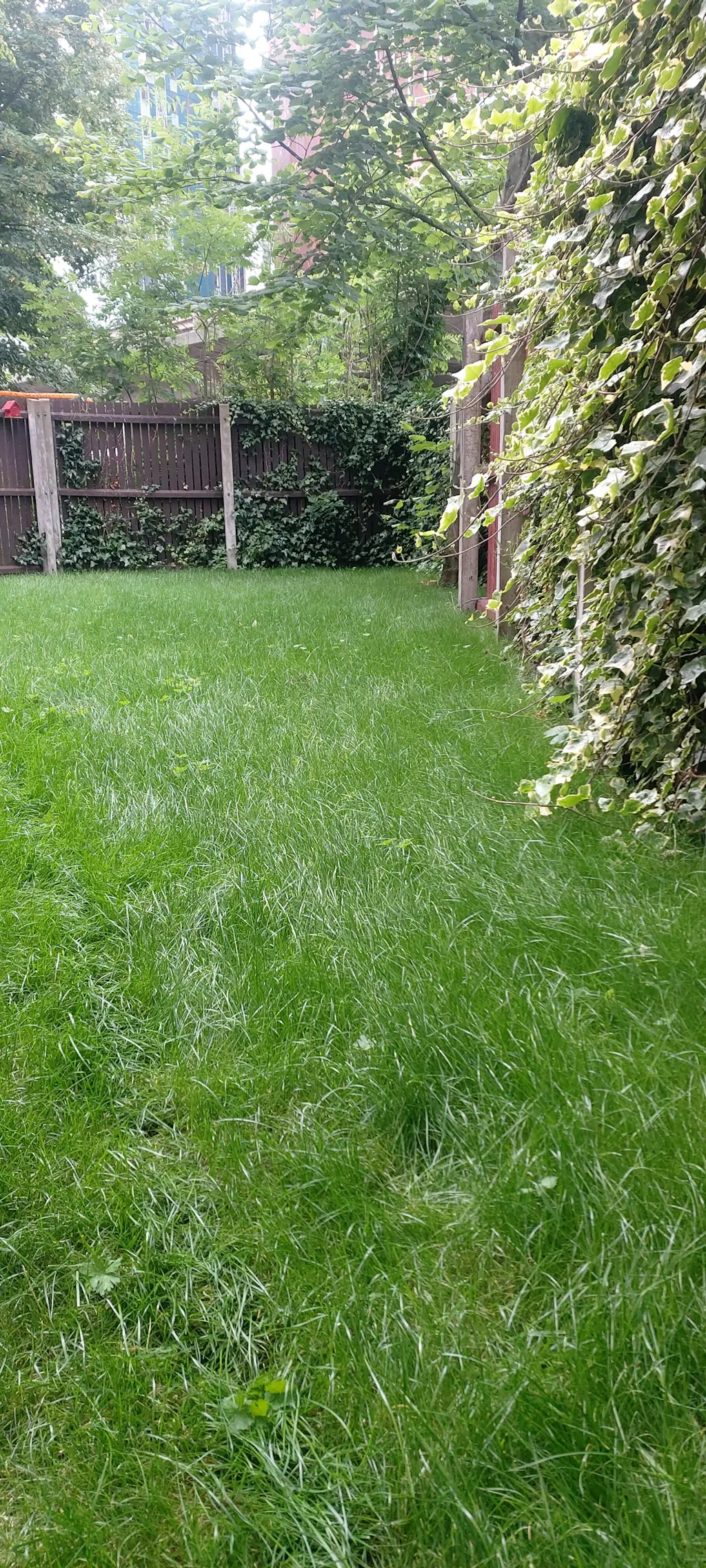 Shade Lawn Grass Seed - Garden Lawncare Guy