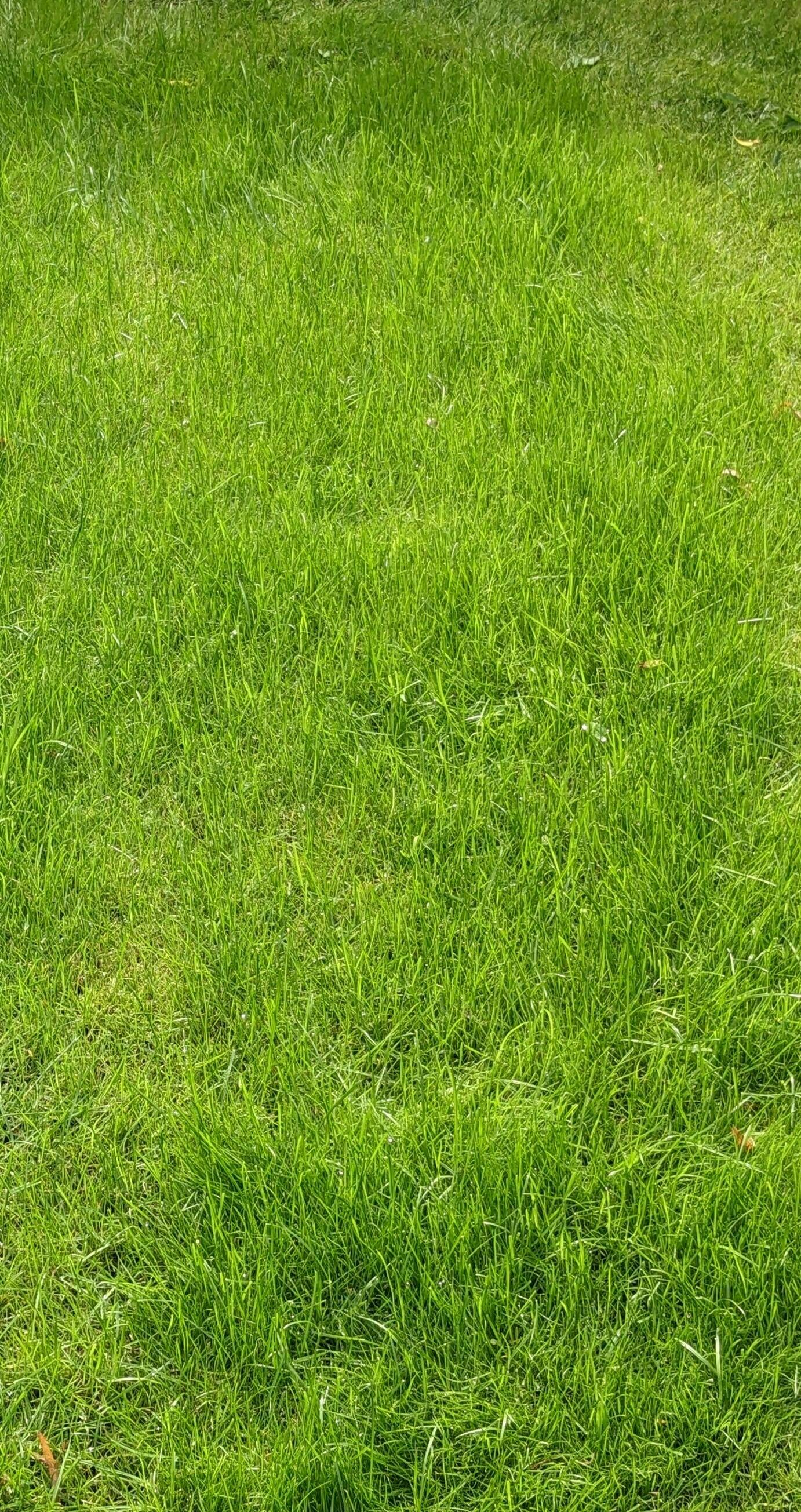 Shade & Sun Grass Seed – Garden Lawncare Guy