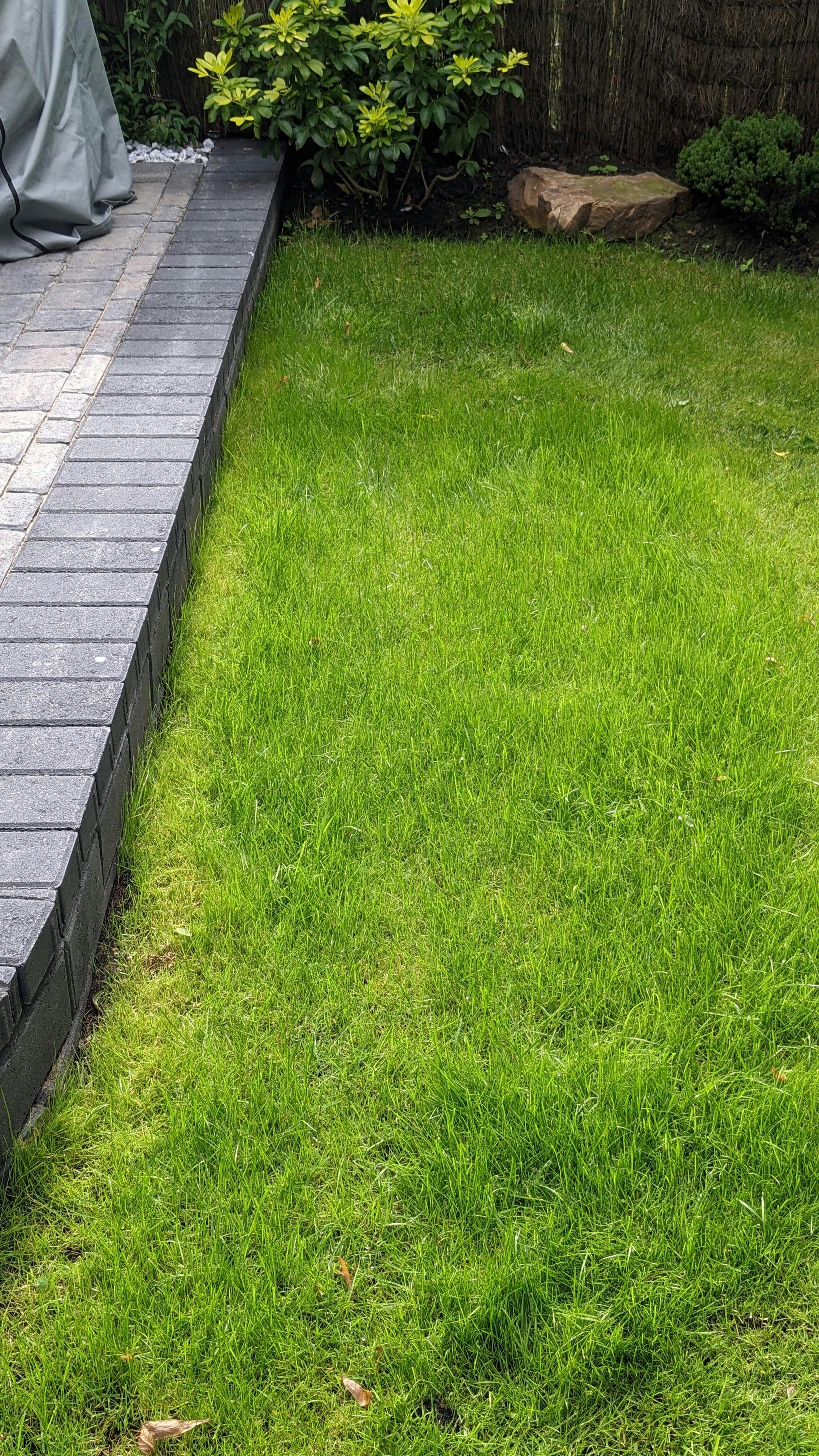 Shade & Sun Grass Seed – Garden Lawncare Guy