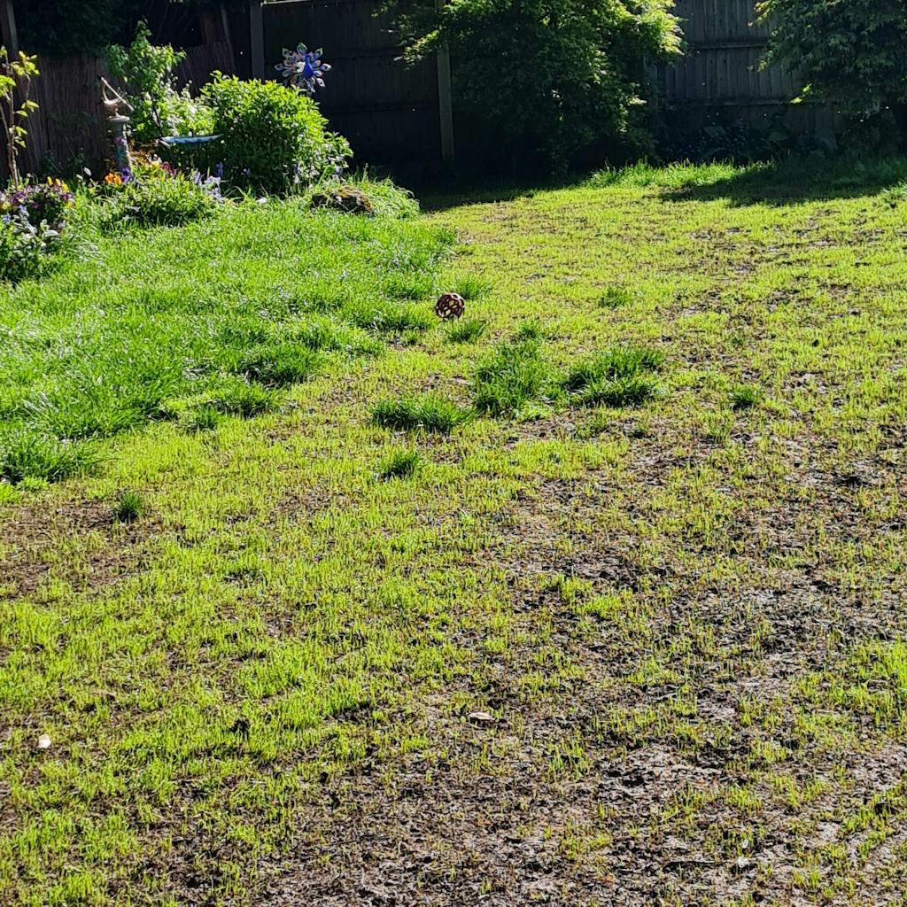 Cold Start Grass Seed – Garden Lawncare Guy