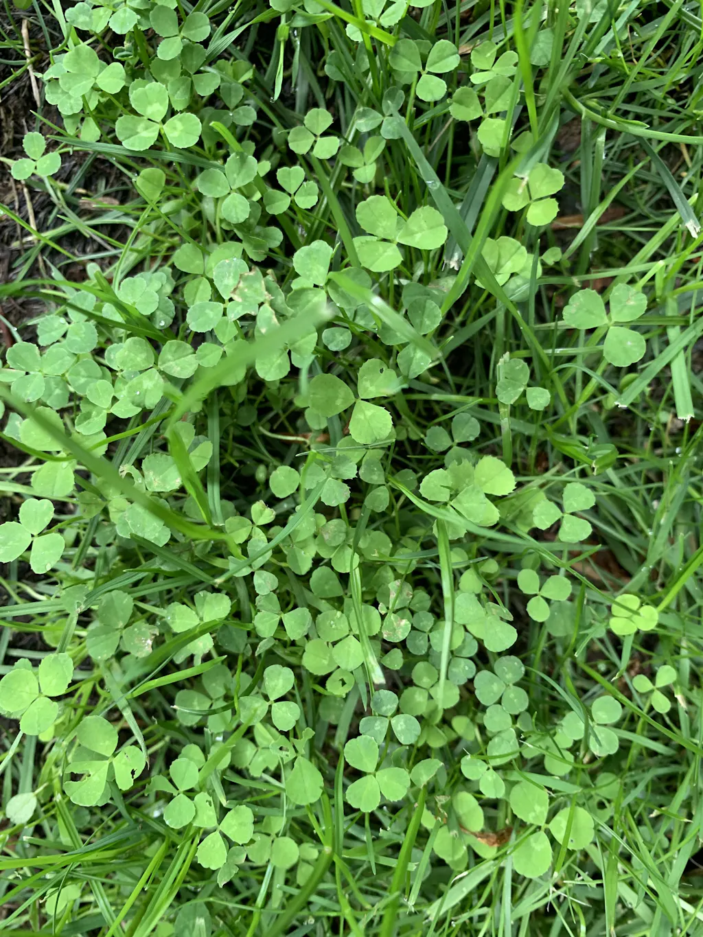 Micro Clover Seed – Garden Lawncare Guy
